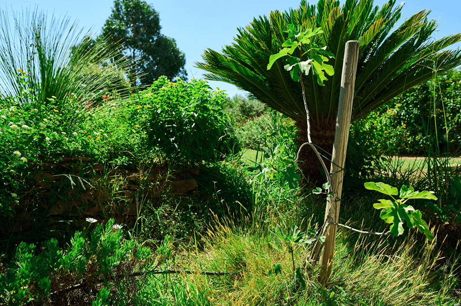 Toutes les actualités d’AKOA SYSTEM et de l’arrosage intelligent